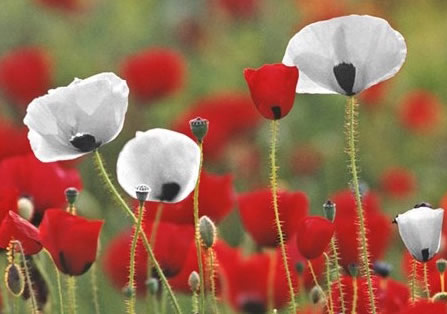 The Dictionary of PEACE Symbols and Signs. What are they? Here's the signs!