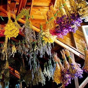 Planetpals how to dry flowers a recycle craft